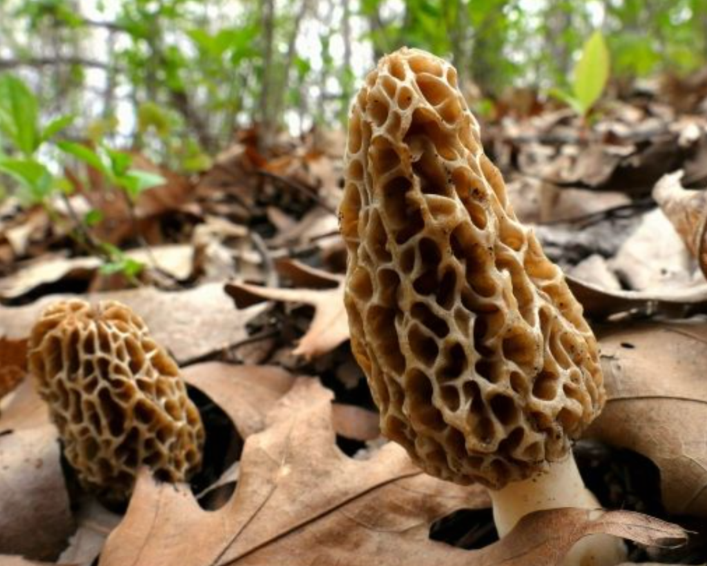 The “Morel” of the Story … - Rediscovering the Golden State