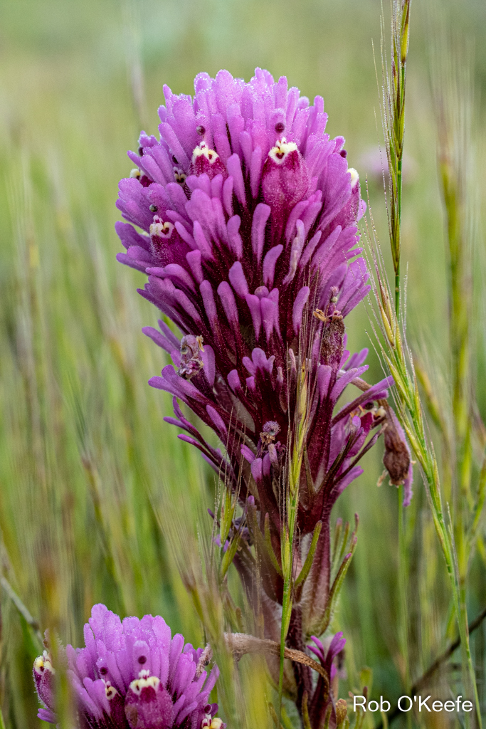 What does it take to produce a fantastic Superbloom? - Rediscovering ...