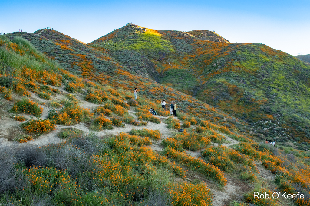 What does it take to produce a fantastic Superbloom? - Rediscovering ...