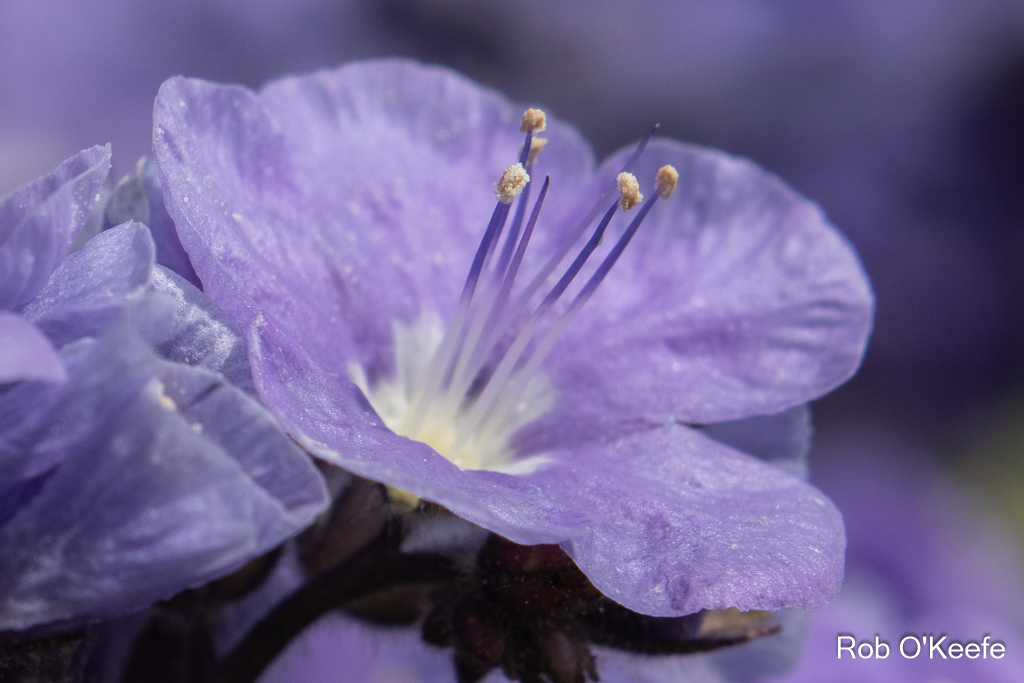 What does it take to produce a fantastic Superbloom? - Rediscovering ...
