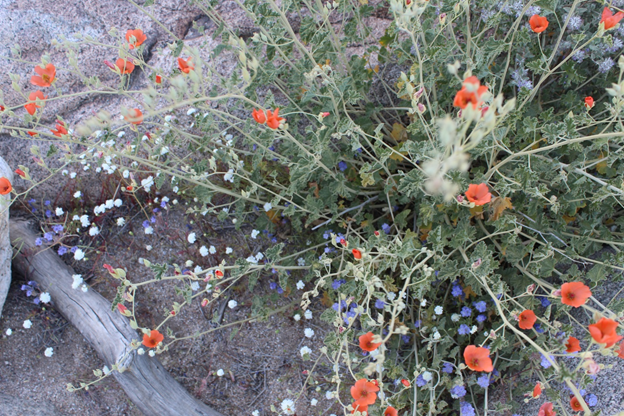 Chasing the Desert Superbloom, 2023 - Rediscovering the Golden State