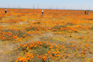 Rediscovering the Golden State - California Geography