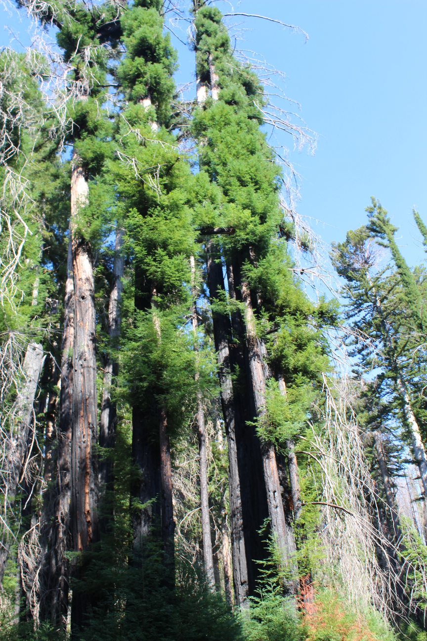 Fire in the Redwoods - Rediscovering the Golden State