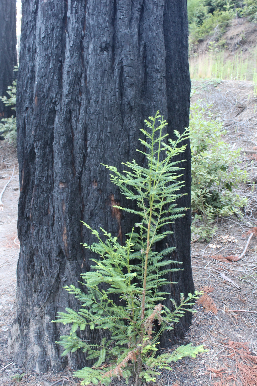 Fire in the Redwoods - Rediscovering the Golden State